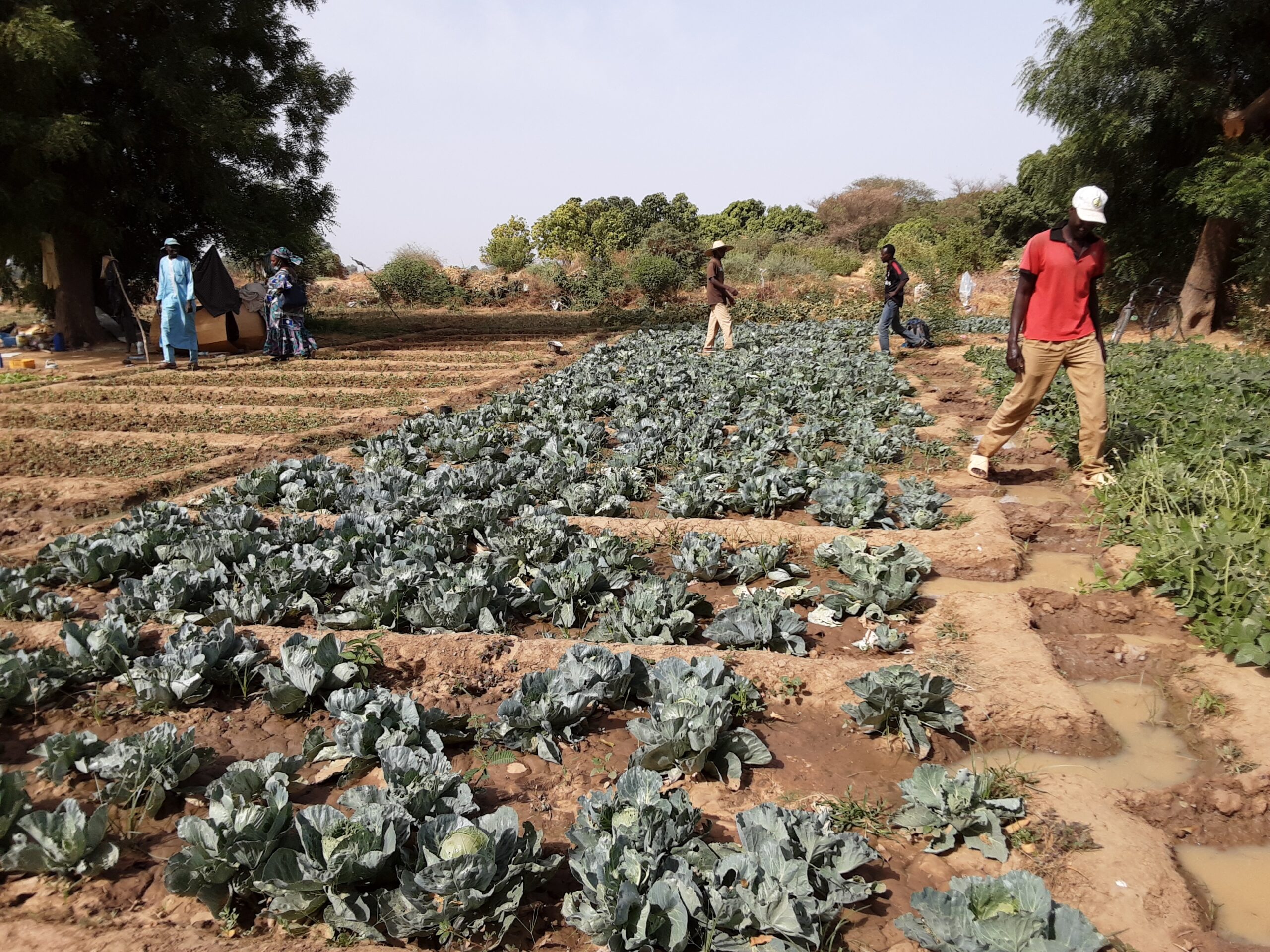 Reflections from the field: ACRA’s journey with AfriFOODlinks ...
