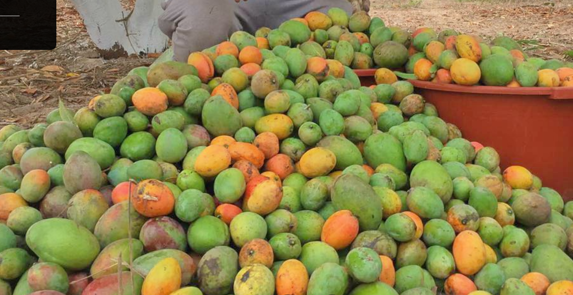 Bambilor, Senegal - afrifoodlinks